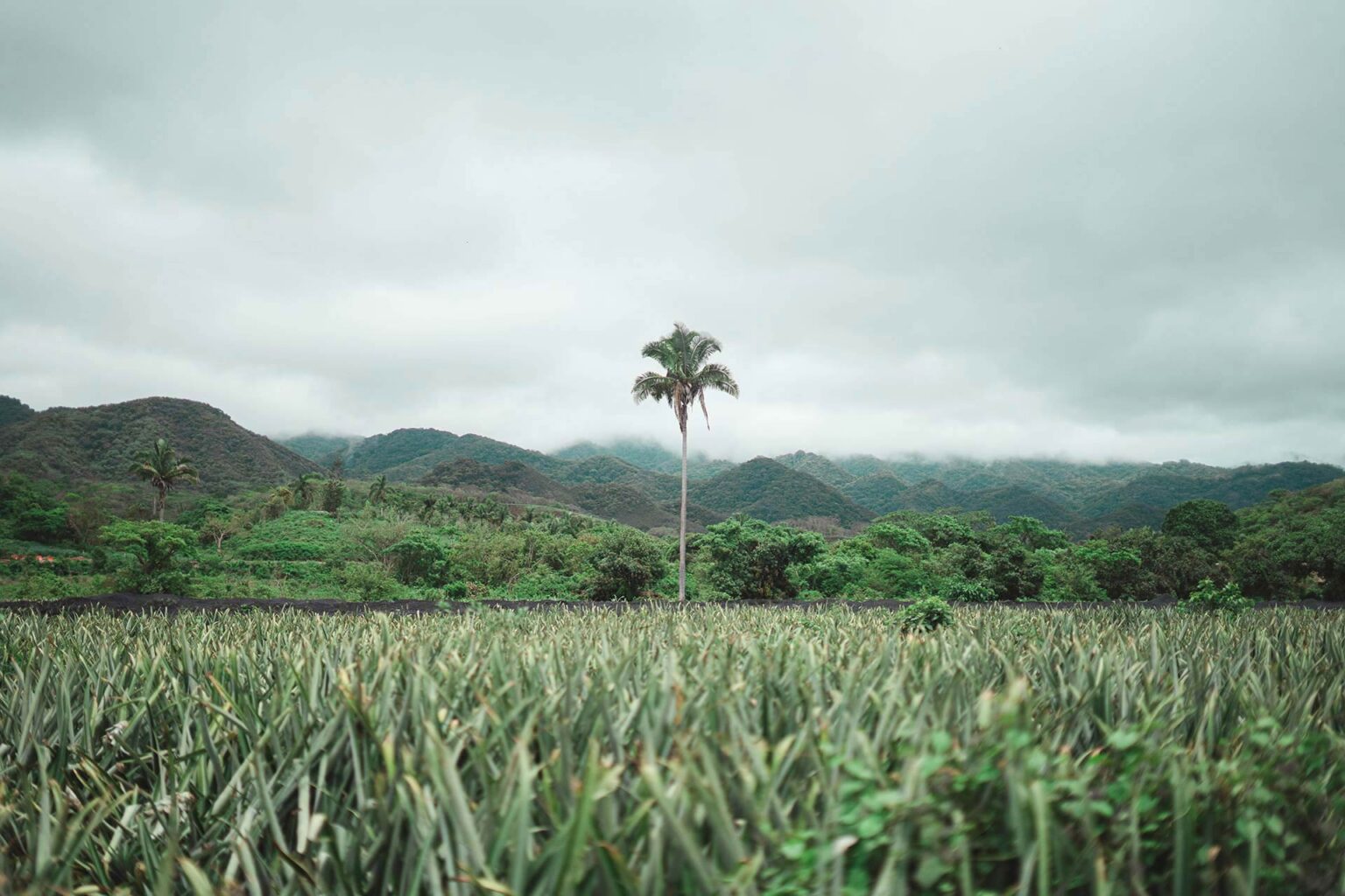 Tepache Sazón - Pineapple Drink (Piña y Canela) Imported by Back Bar ...